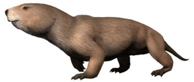 Mammals: First Live Births | TouchstoneTruth.com
