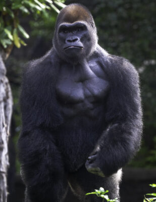 Modern Gorilla Species | TouchstoneTruth.com