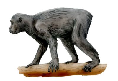 Great Apes Evolution Timeline | TouchstoneTruth.com