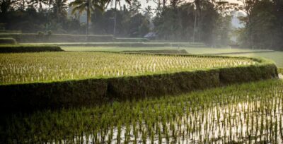 The Domestication of Rice | TouchstoneTruth.com