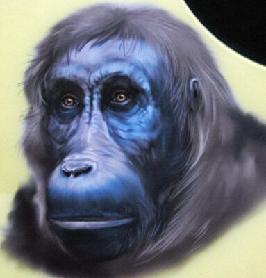 The Great Apes Evolution Timeline | TouchstoneTruth.com