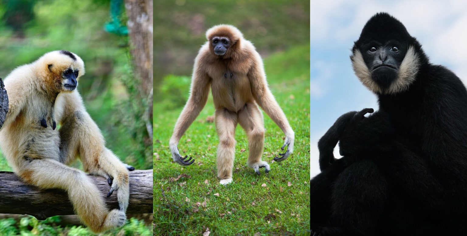 The Great Apes Evolution Timeline | TouchstoneTruth.com