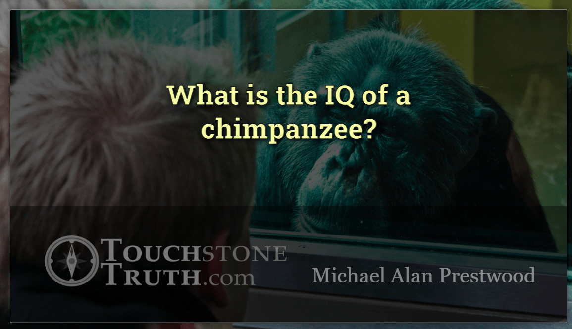 What is the IQ of a chimpanzee? | TouchstoneTruth.com